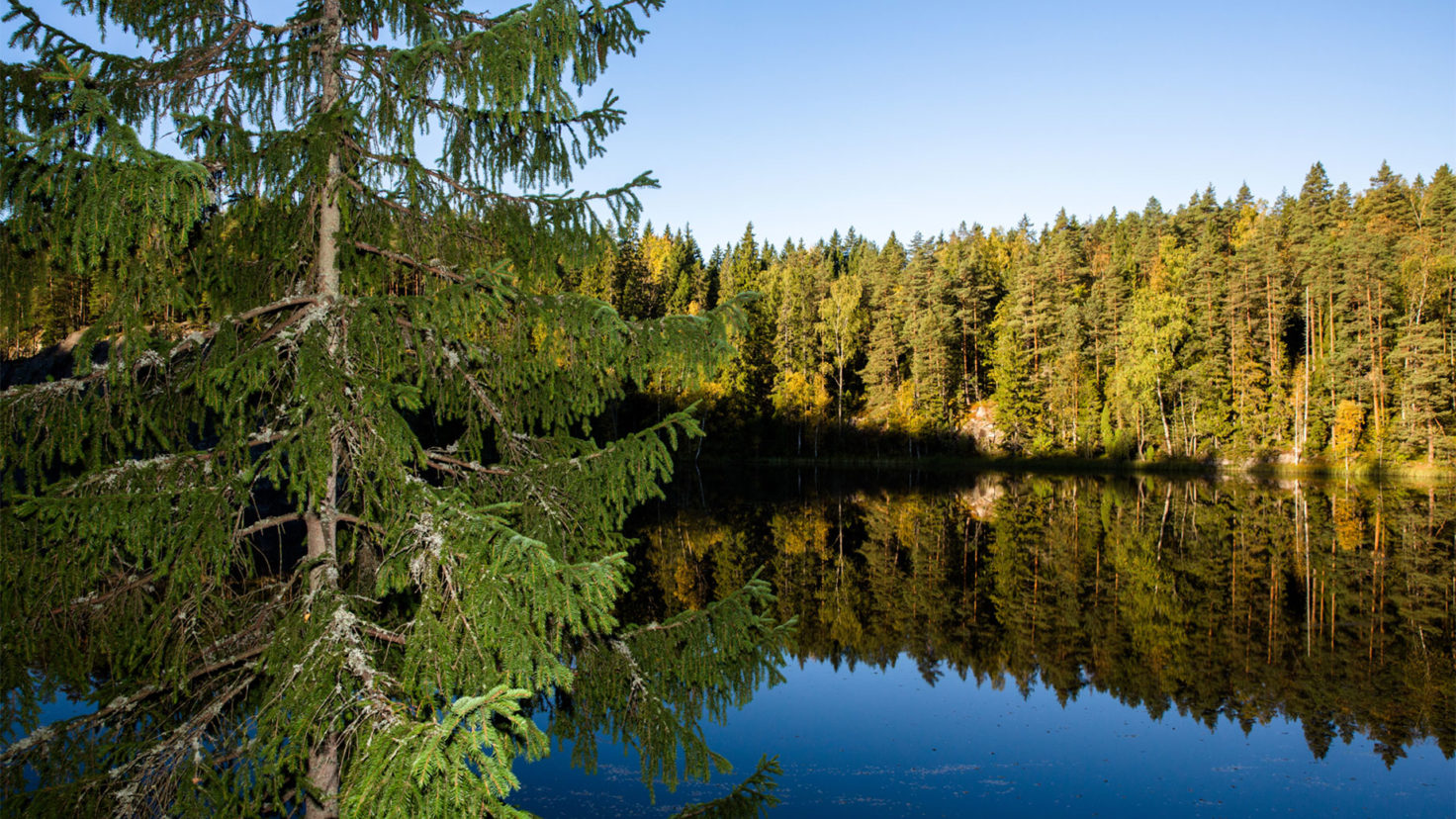 Finnish forests – growing ideas - Finland Toolbox