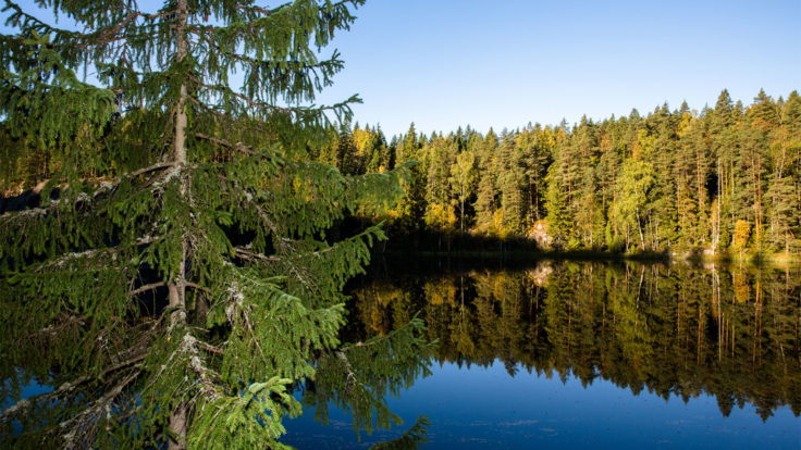 Finnish forests – growing ideas - Finland Toolbox